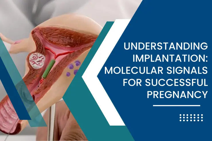 Molecular Signals in Embryo Implantation Explained